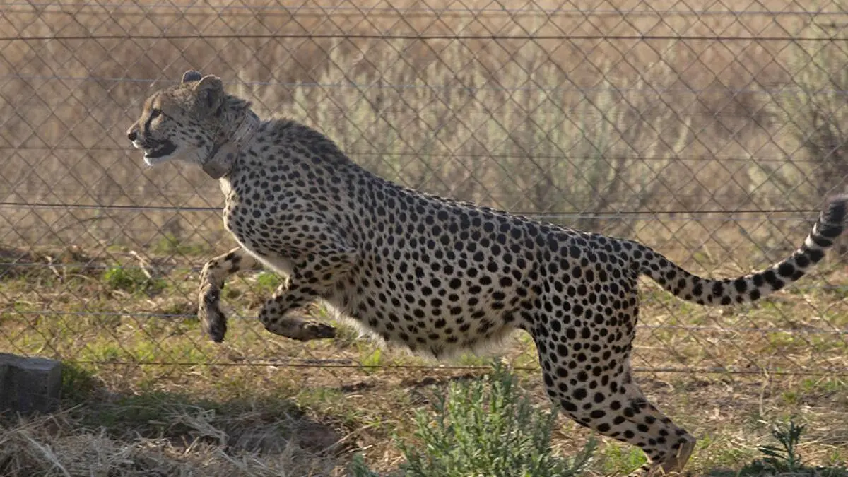 Cheetah introduction in India Faces Setbacks: All Adult Cats in Captivity After Two Years ...